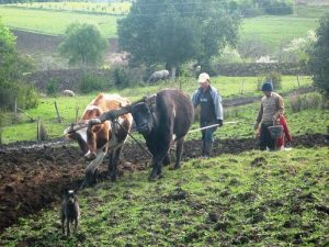 Mapuche : historia, origen,características y mucho más