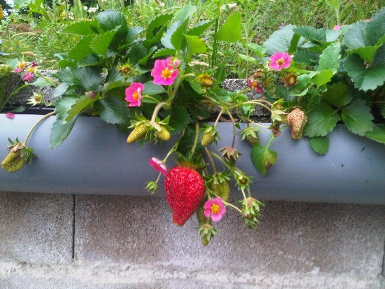 ¿Sabe Como Sembrar Fresas? Descubra aquí todo lo que debe saber
