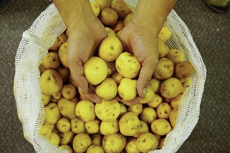 Semillas de Papa: Lo que aún no sabes sobre este famoso tuberculo