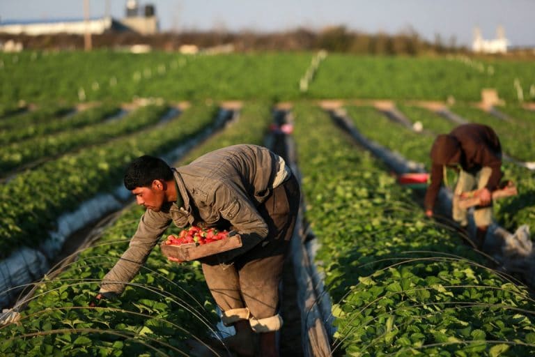 Descubre todo sobre la Agricultura Inca y mucho más