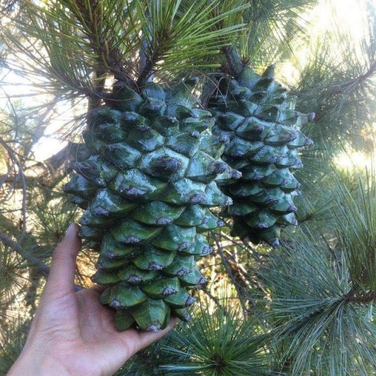 Semillas de Pino: Lo que aún no sabes sobre ellas