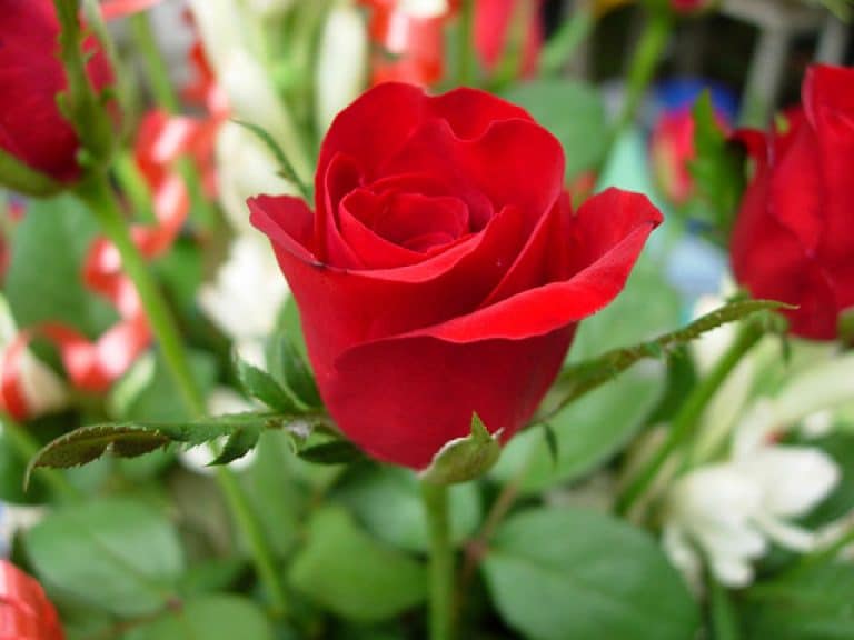 Descubre todo sobre las Semillas de Rosas