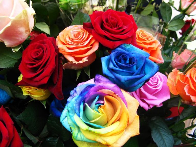Descubre todo sobre las Semillas de Rosas