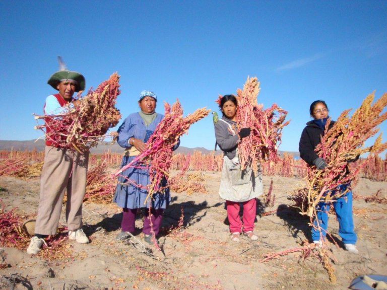 Agricultura en Bolivia: lo que aún no sabes sobre esta actividad económica
