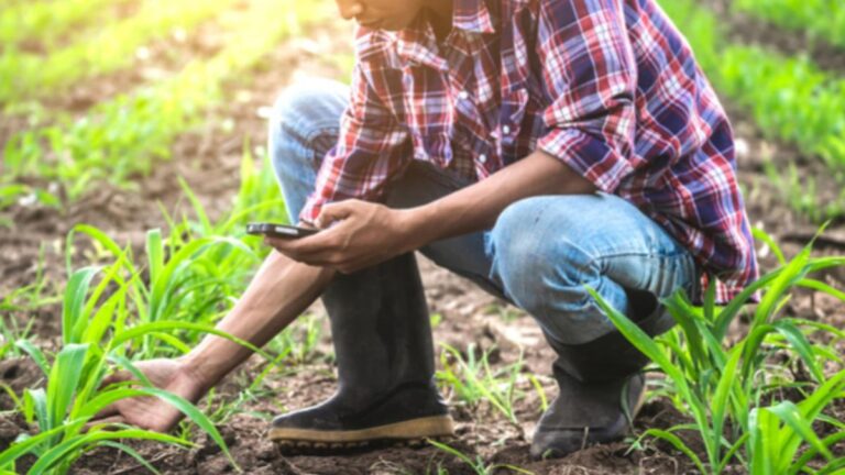 Agronomía: Qué es, historia, qué estudia y mucho más