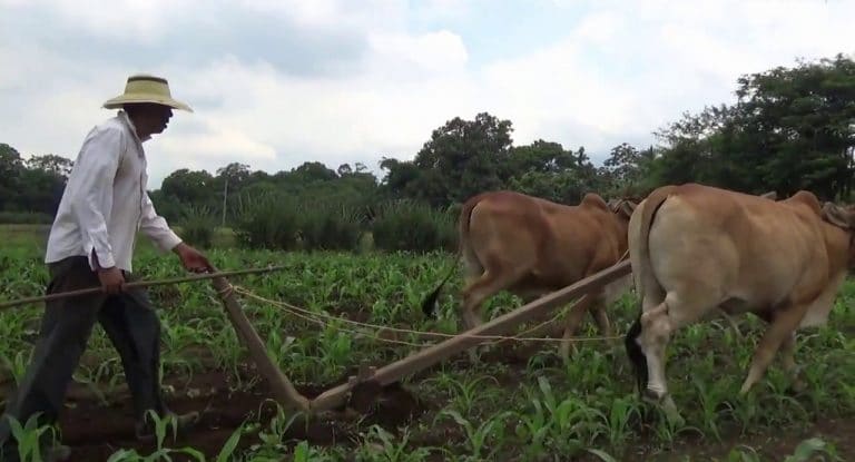 Arado: Qué es, Historia, Tipos y más