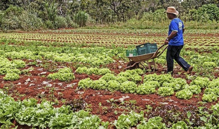 ¿Sabe para qué sirve la Agricultura en Venezuela? Descúbralo aquí