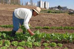 ¿Sabe para qué sirve la Agricultura en Venezuela? Descúbralo aquí