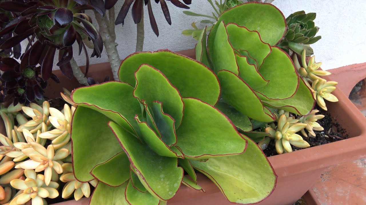 Cotiledones: lo que aún no sabes sobre su importancia para la botánica