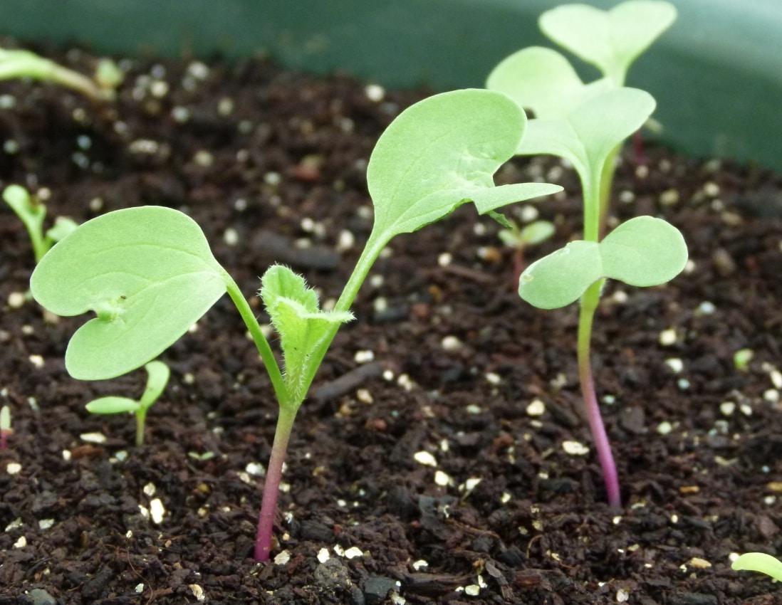 Cotiledones: lo que aún no sabes sobre su importancia para la botánica