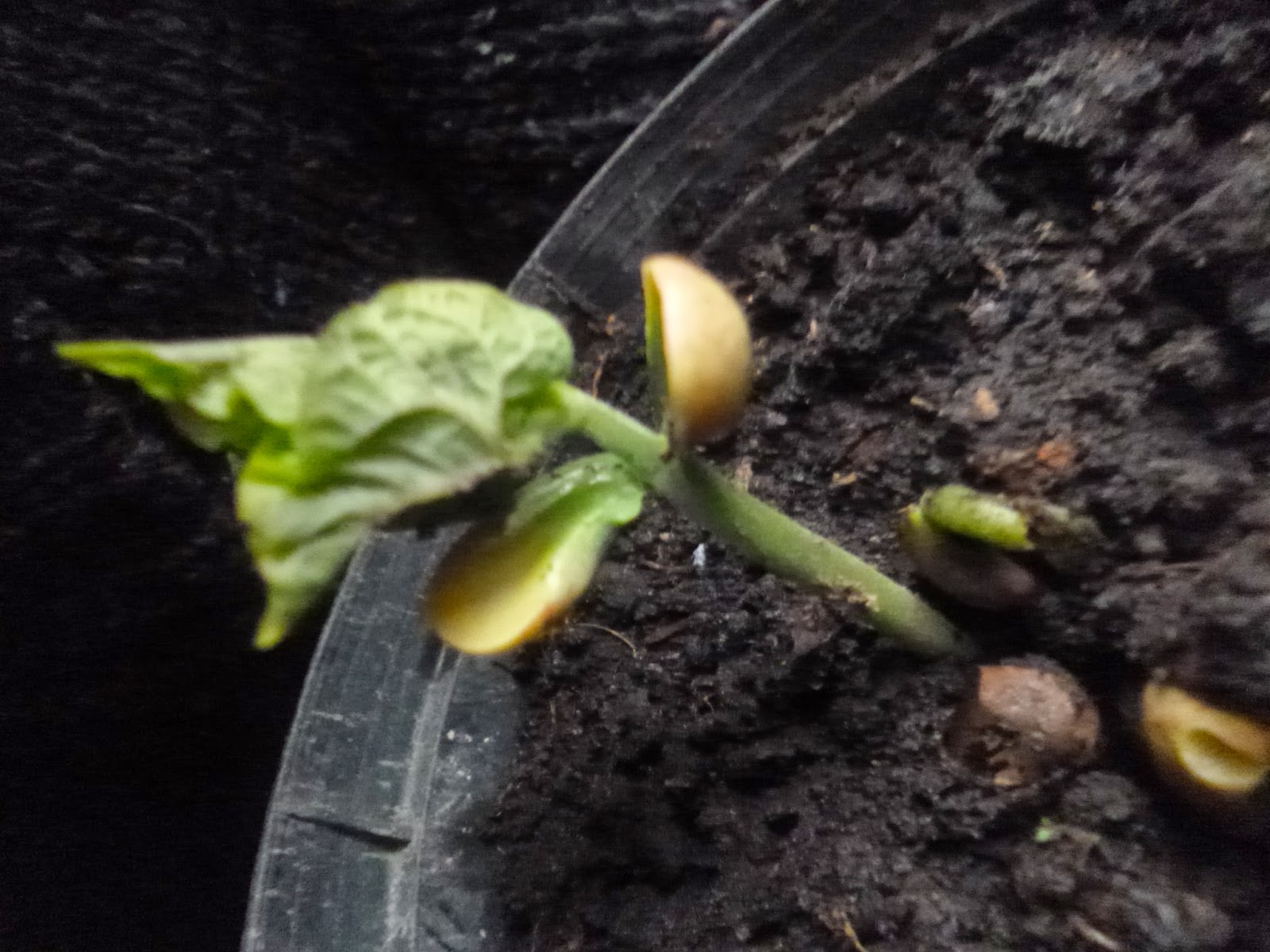 Cotiledones: lo que aún no sabes sobre su importancia para la botánica