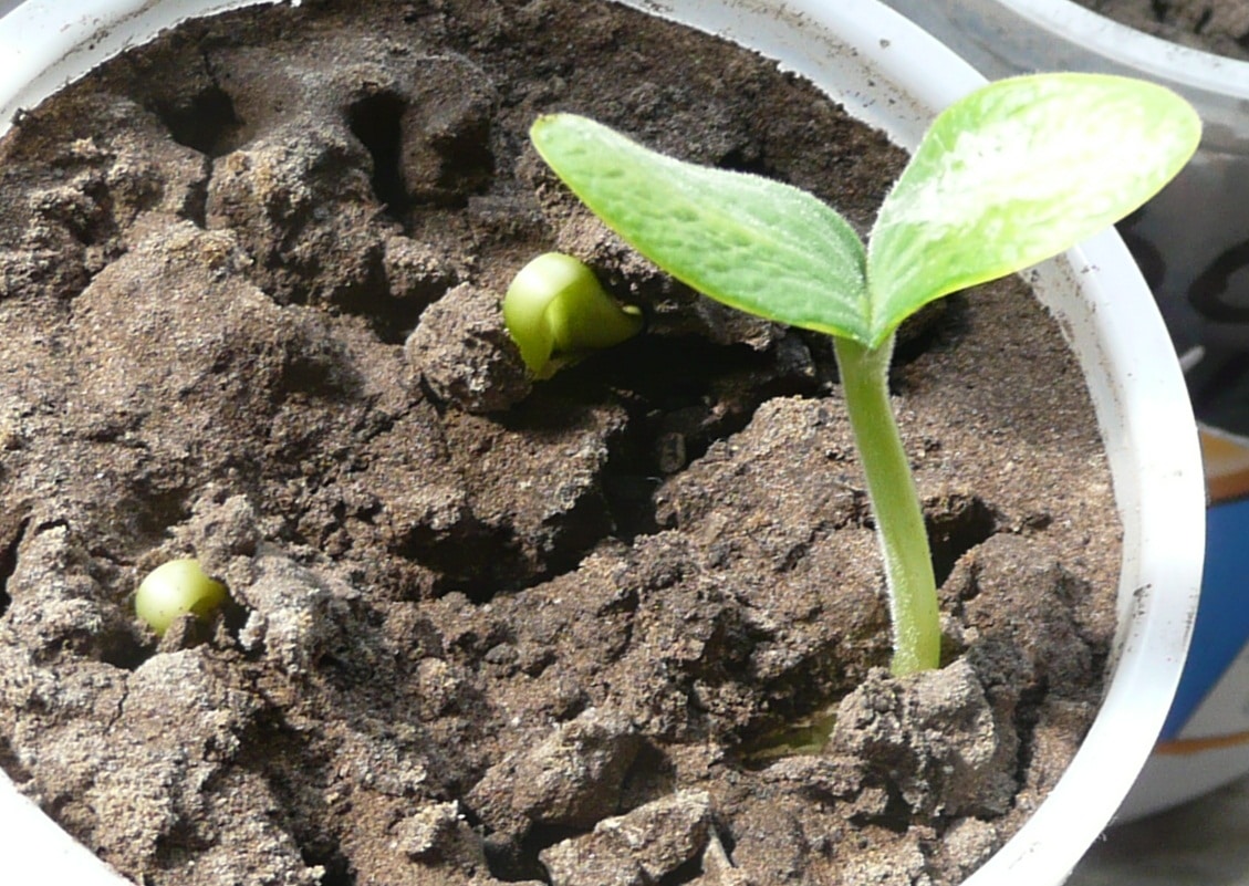 Cotiledones: lo que aún no sabes sobre su importancia para la botánica