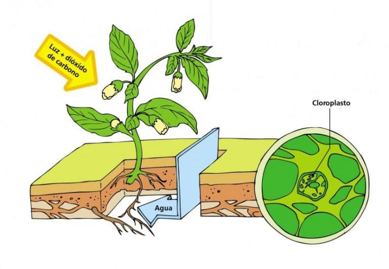 Labranza: Qué es, tipos, tierra y muchos factores más