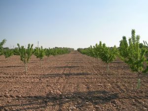 Labranza: Qué es, tipos, tierra y muchos factores más