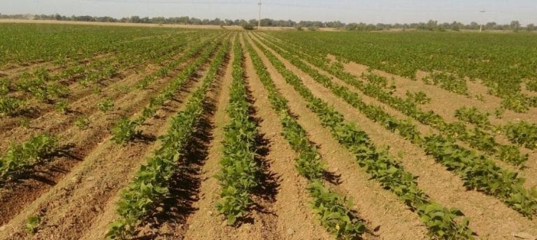 Siembra Directa: Que es, tipos, Ventajas y desventajas y más