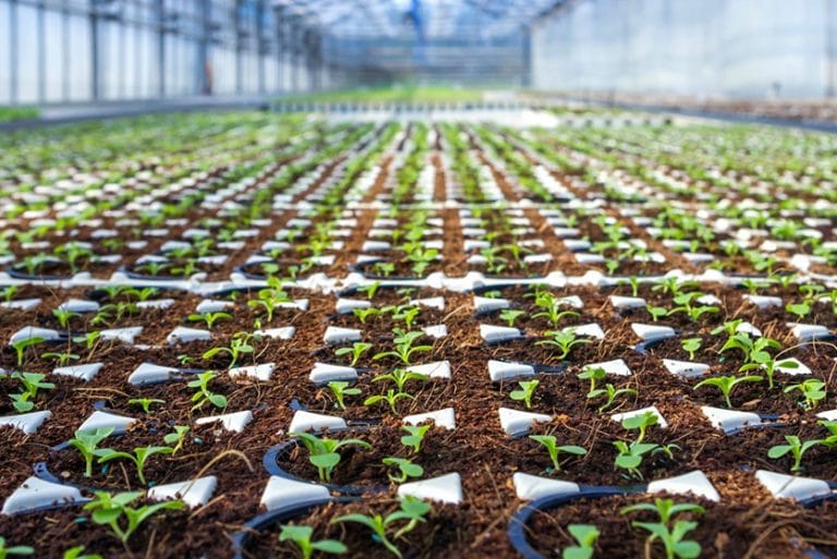 Propagación de Plantas: aprende todo sobre este tema