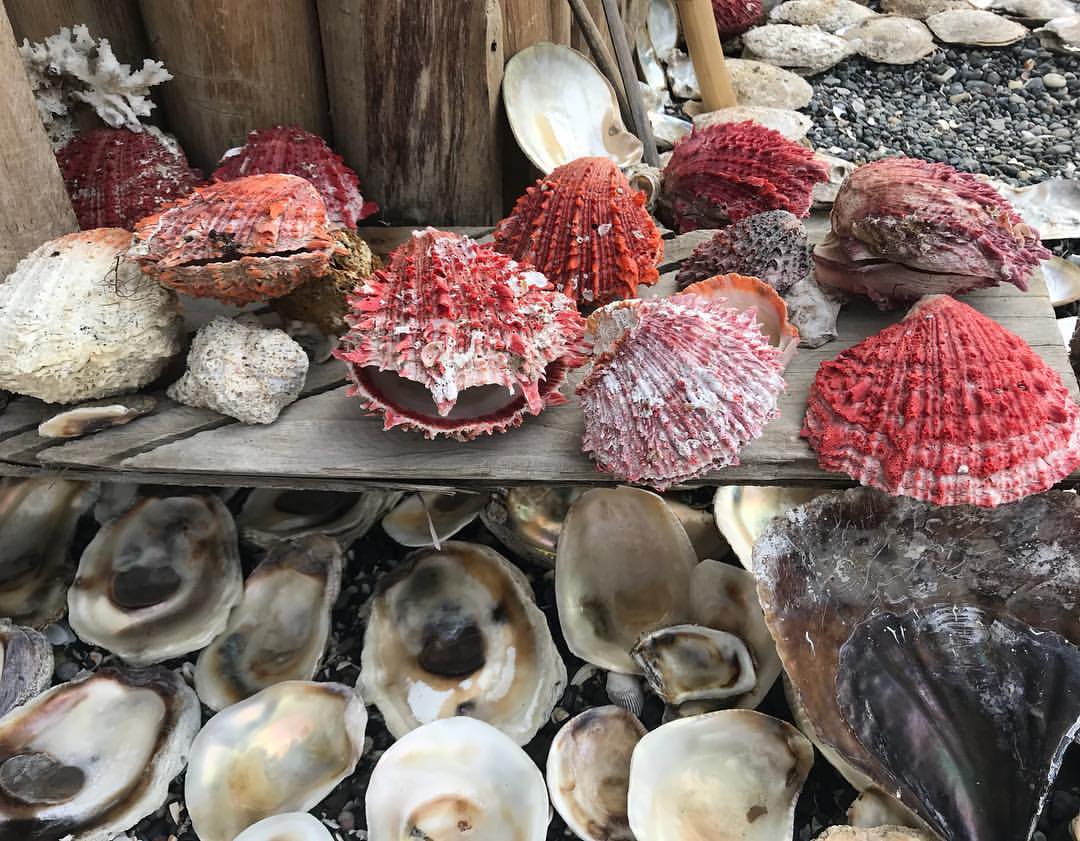 Descubre todo sobre el Mullu en este artículo y más