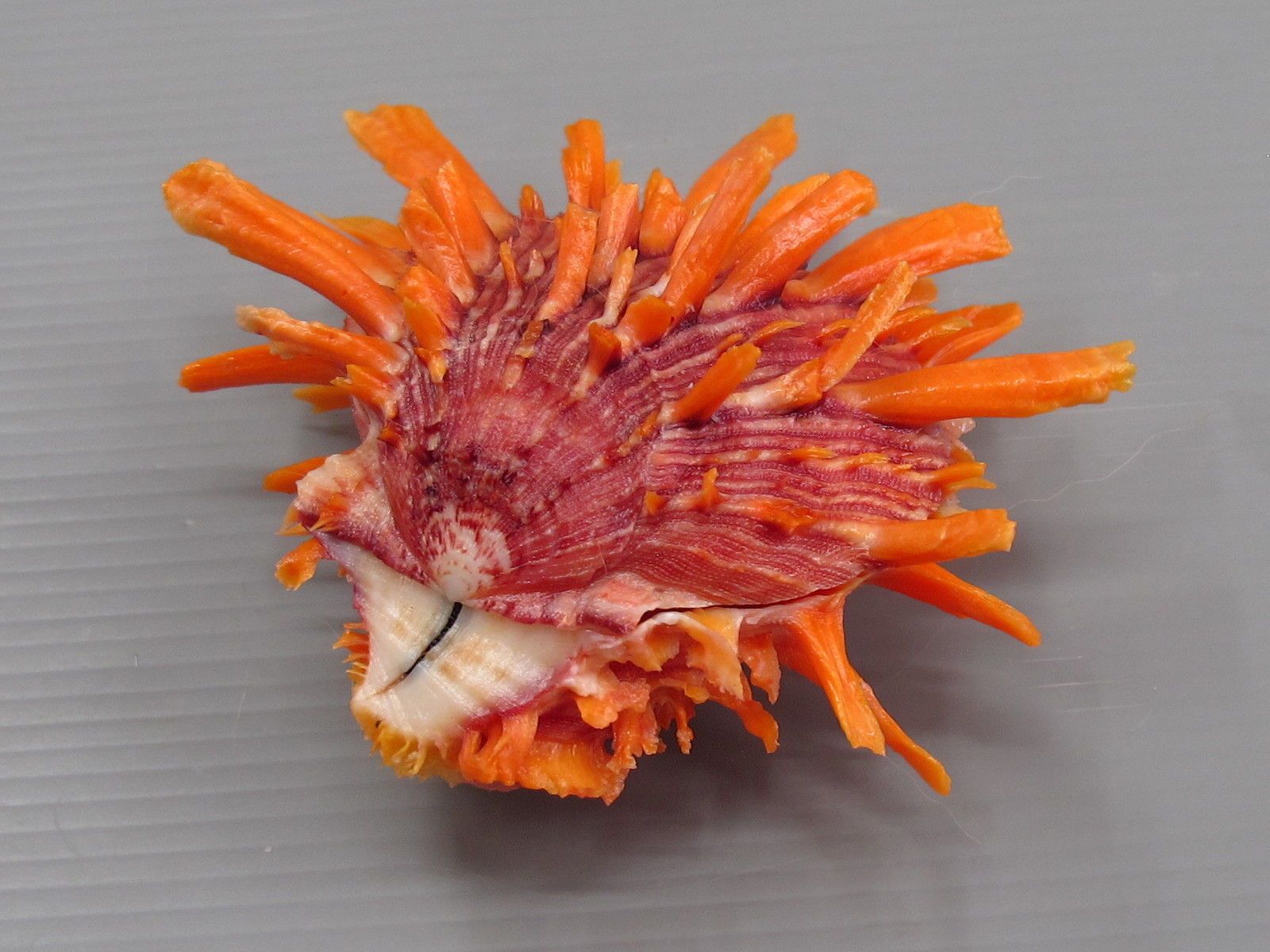 Descubre todo sobre el Mullu en este artículo y más