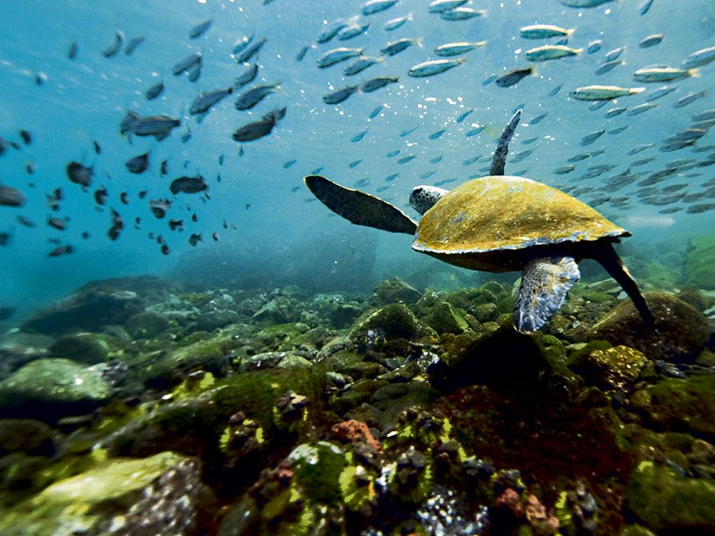 GALAPAGOS: Qué es, significado, historia y mucho más